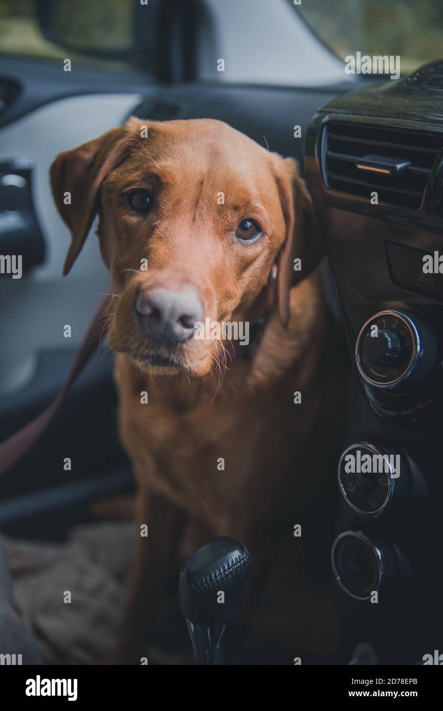 Car heat seats hi-res stock photography and images - Alamy