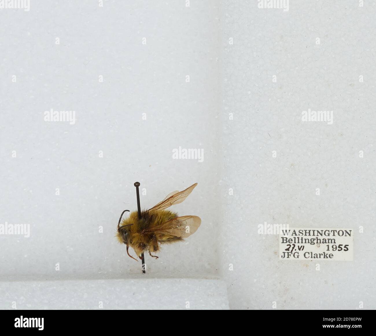 Bellingham, Whatcom, Washington, United States, Bombus (Pyrobombus ...