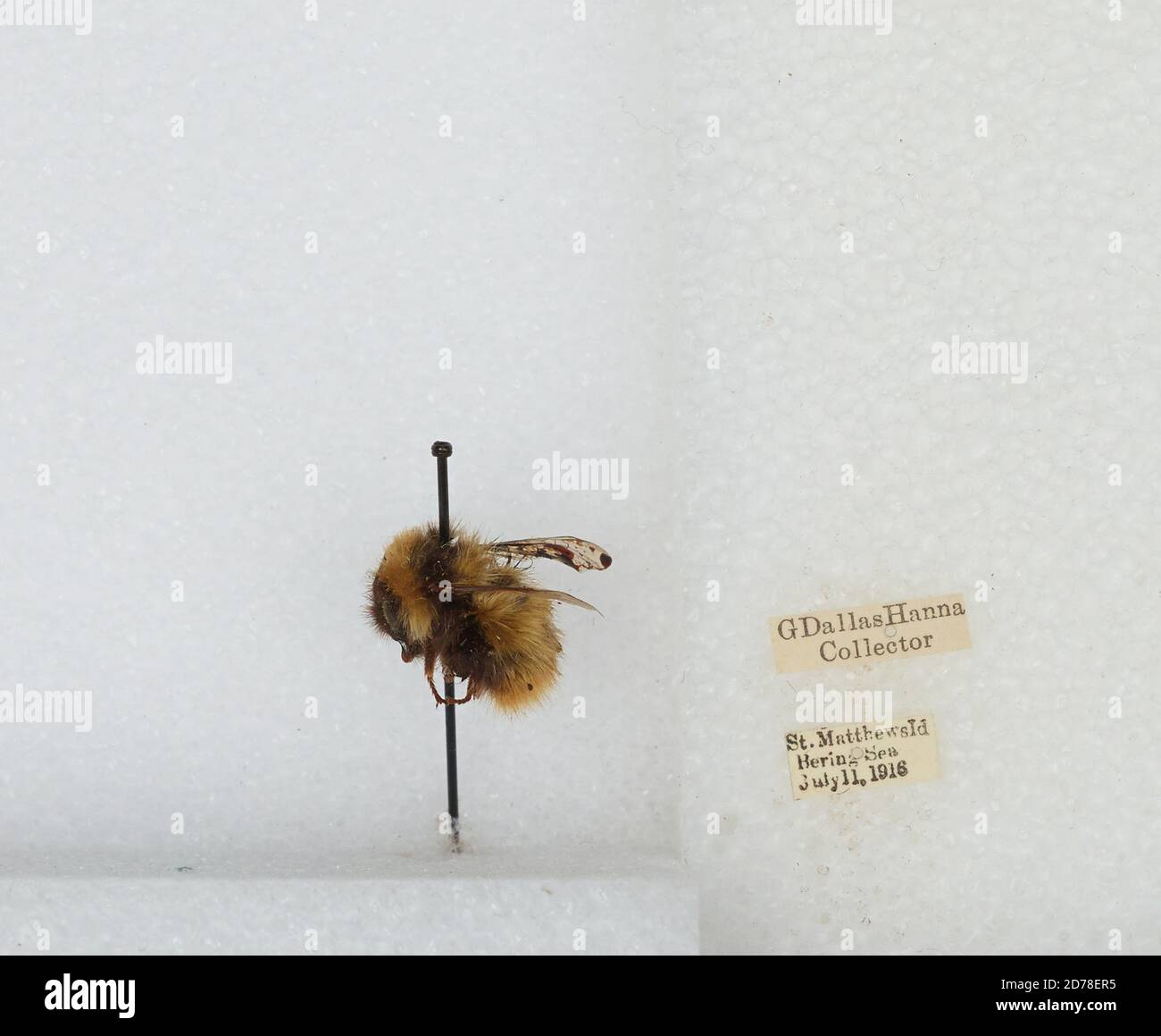 Saint Matthew Island, Bethel, Alaska, United States, Bombus ...