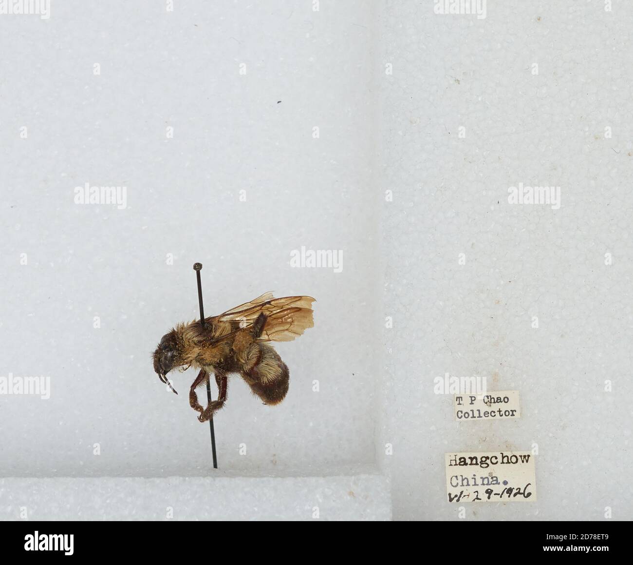 Hangzhou, Zhejiang, China, Bombus (Diversobombus) trifasciatus Smith ...