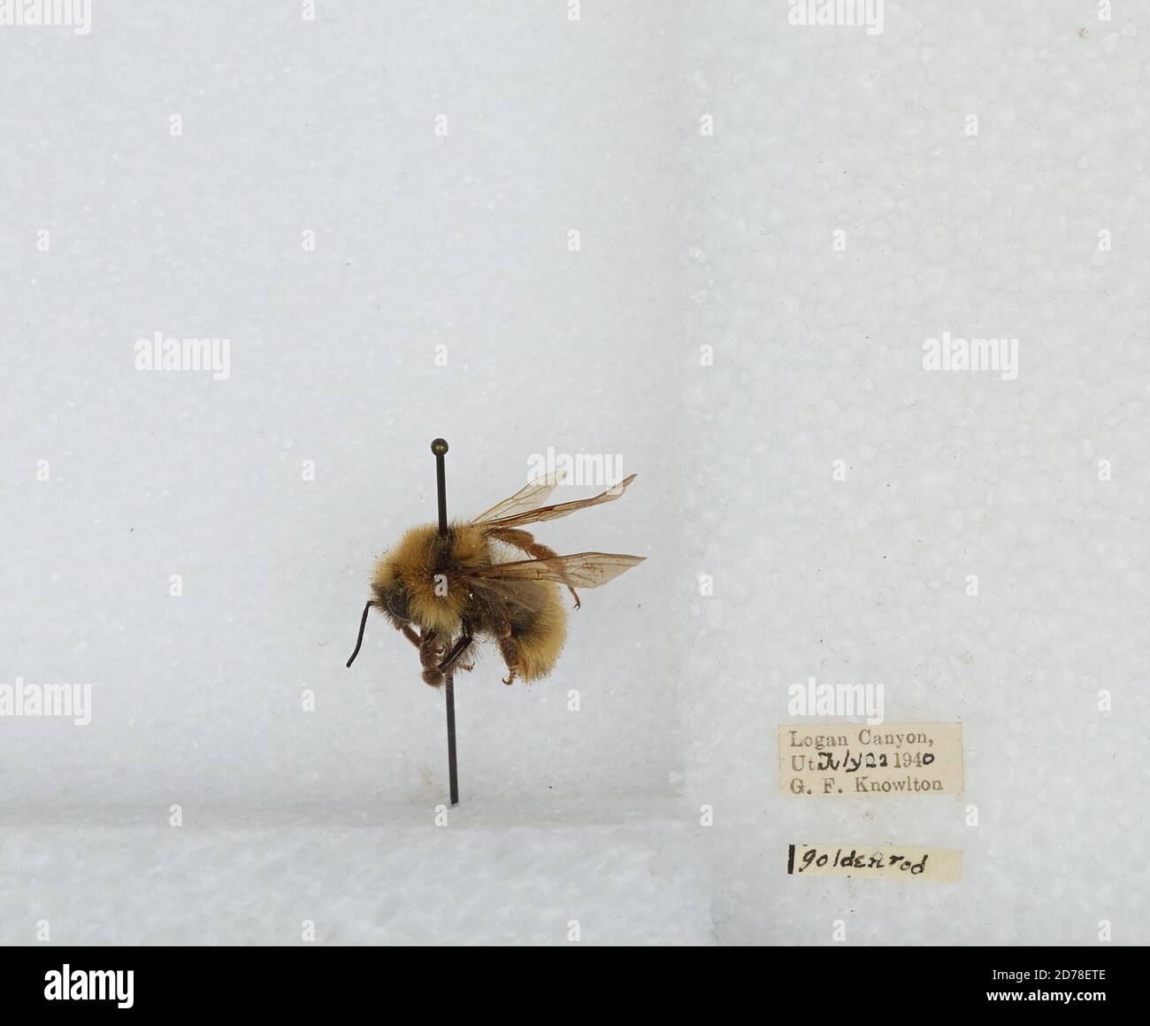 Logan Canyon, Cache, Utah, United States, Bombus (Psithyrus) suckleyi ...