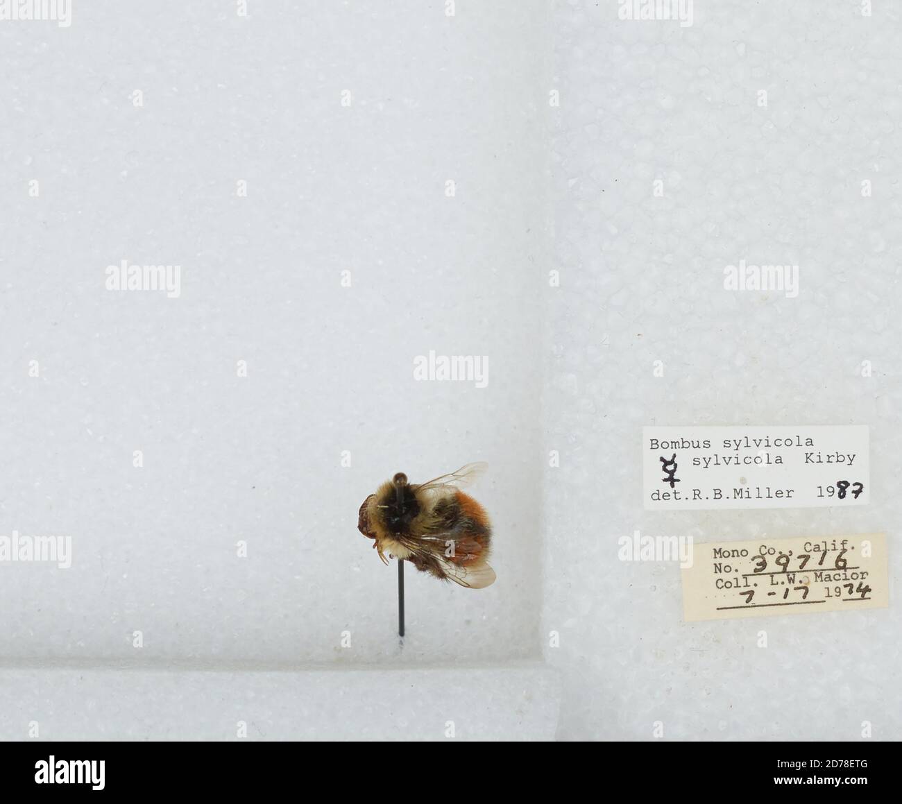 Mono, California, United States, Bombus (Pyrobombus) sylvicola Kirby ...