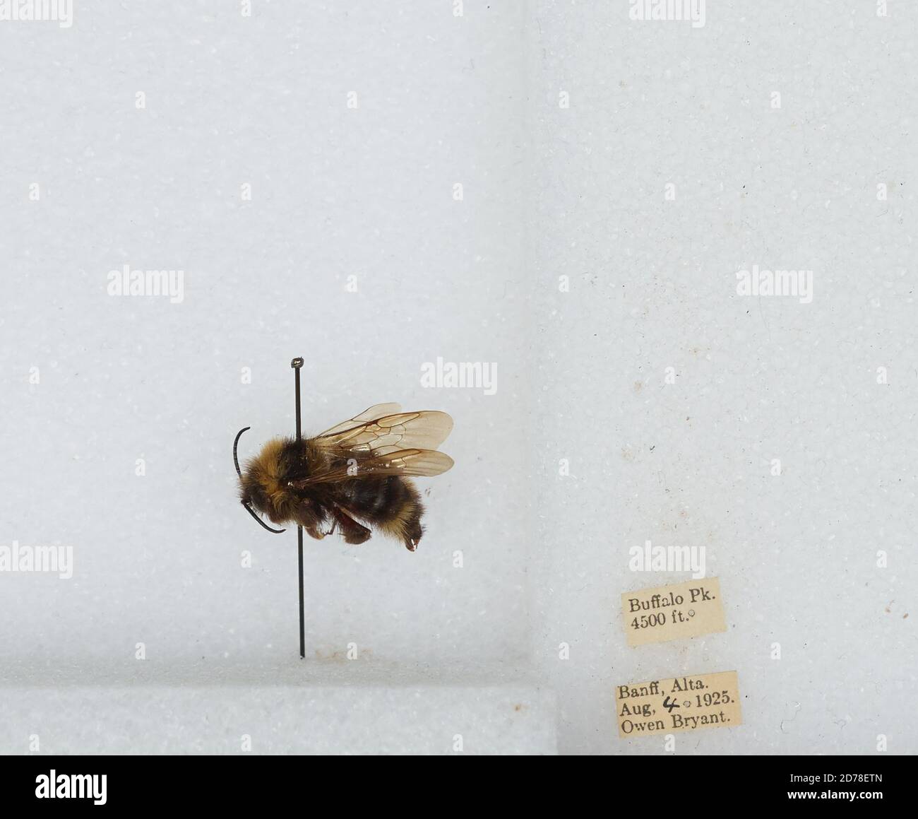 Buffalo Peak, Banff, Alberta, Canada, Bombus (Psithyrus) suckleyi ...