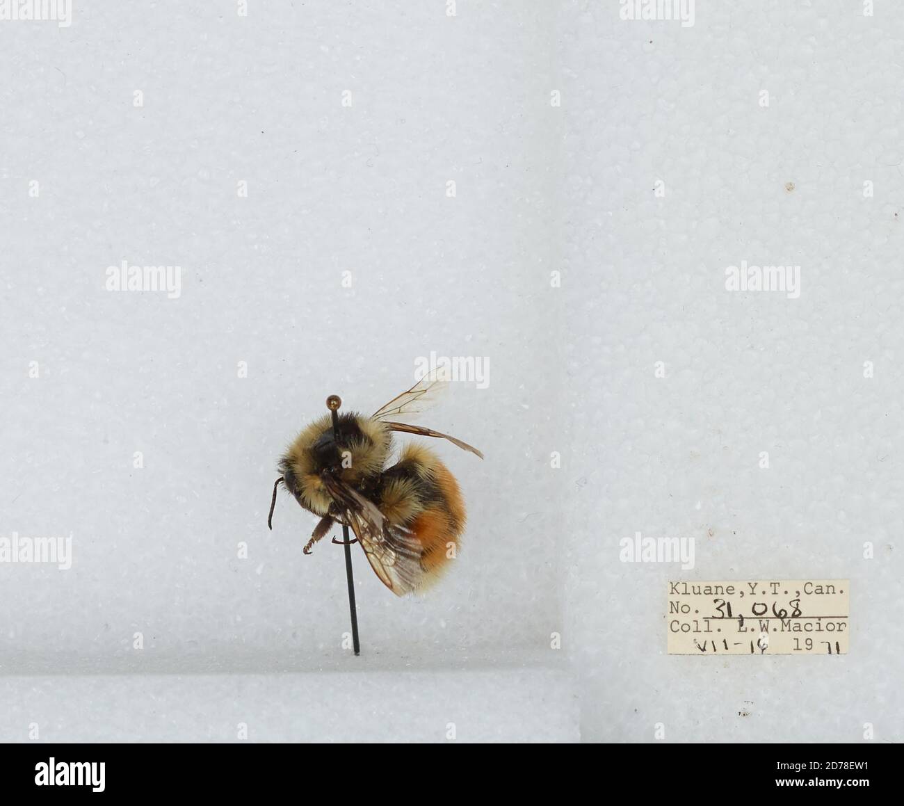 Kluane, Yukon Territory, Canada, Bombus (Pyrobombus) sylvicola Kirby ...