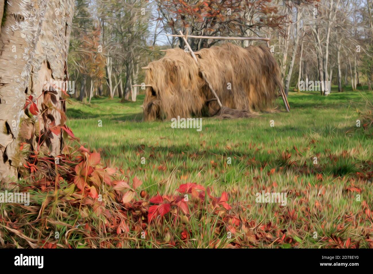 Hay fence, hay-drying on an old-fashioned meadow. Colorful leaves this ...