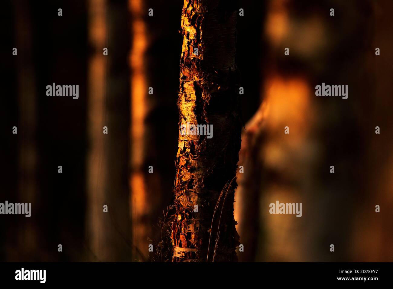 Favourite bushcraft trees hi-res stock photography and images - Alamy