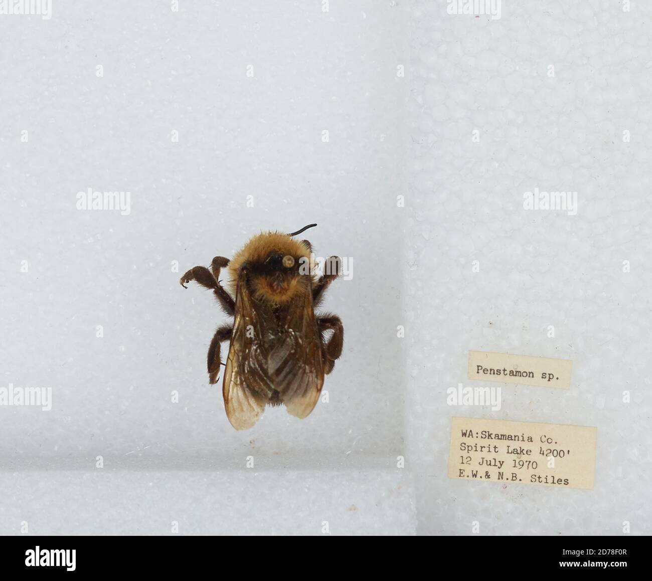 Spirit Lake, Skamania, Washington, United States, Bombus (Psithyrus ...