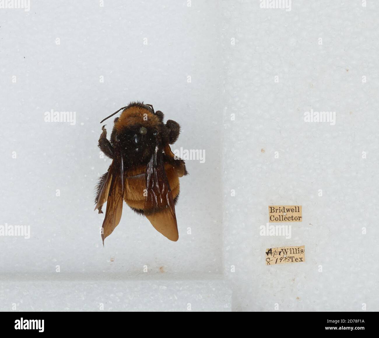 Willis, Montgomery, Texas, United States, Bombus (Fervidobombus ...