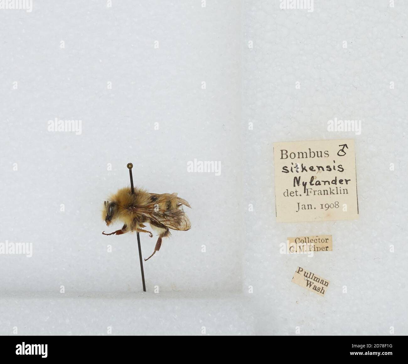 Pullman, Whitman, Washington, United States, Bombus (Pyrobombus ...