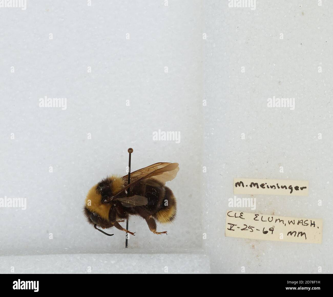 Cle Elum, Kittitas, Washington, United States, Bombus (Psithyrus ...