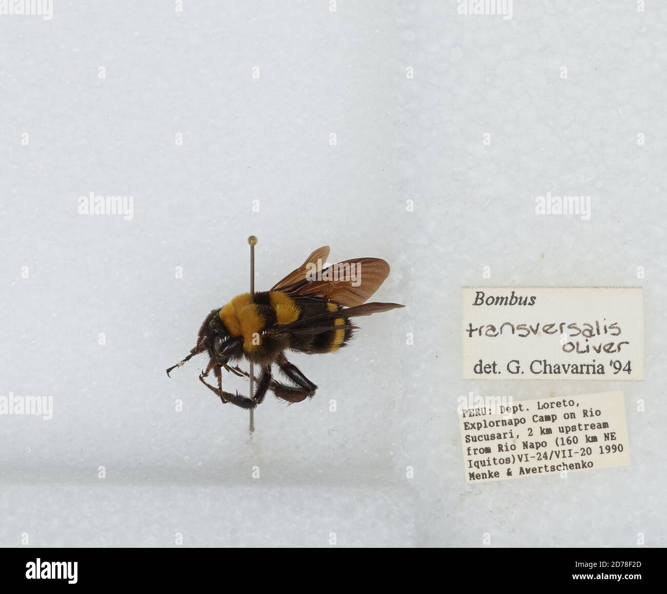 Explornapo Camp on Rio Sucusari, 2 km upstream from Rio Napo (160 km NE ...