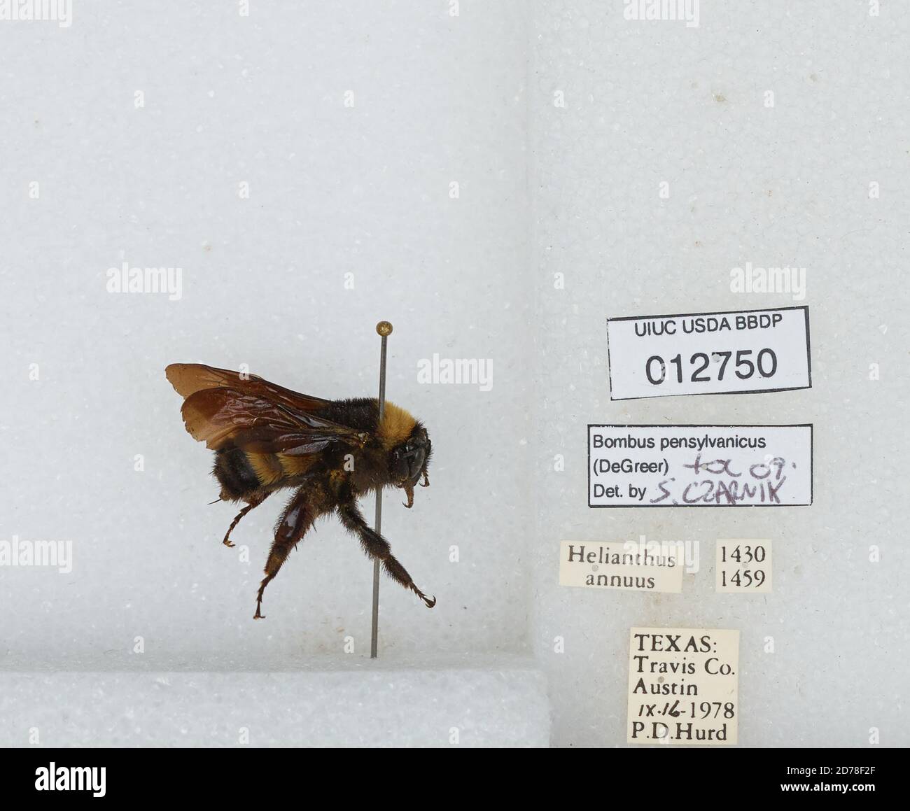 Austin, Travis, Texas, United States, Bombus (Fervidobombus ...