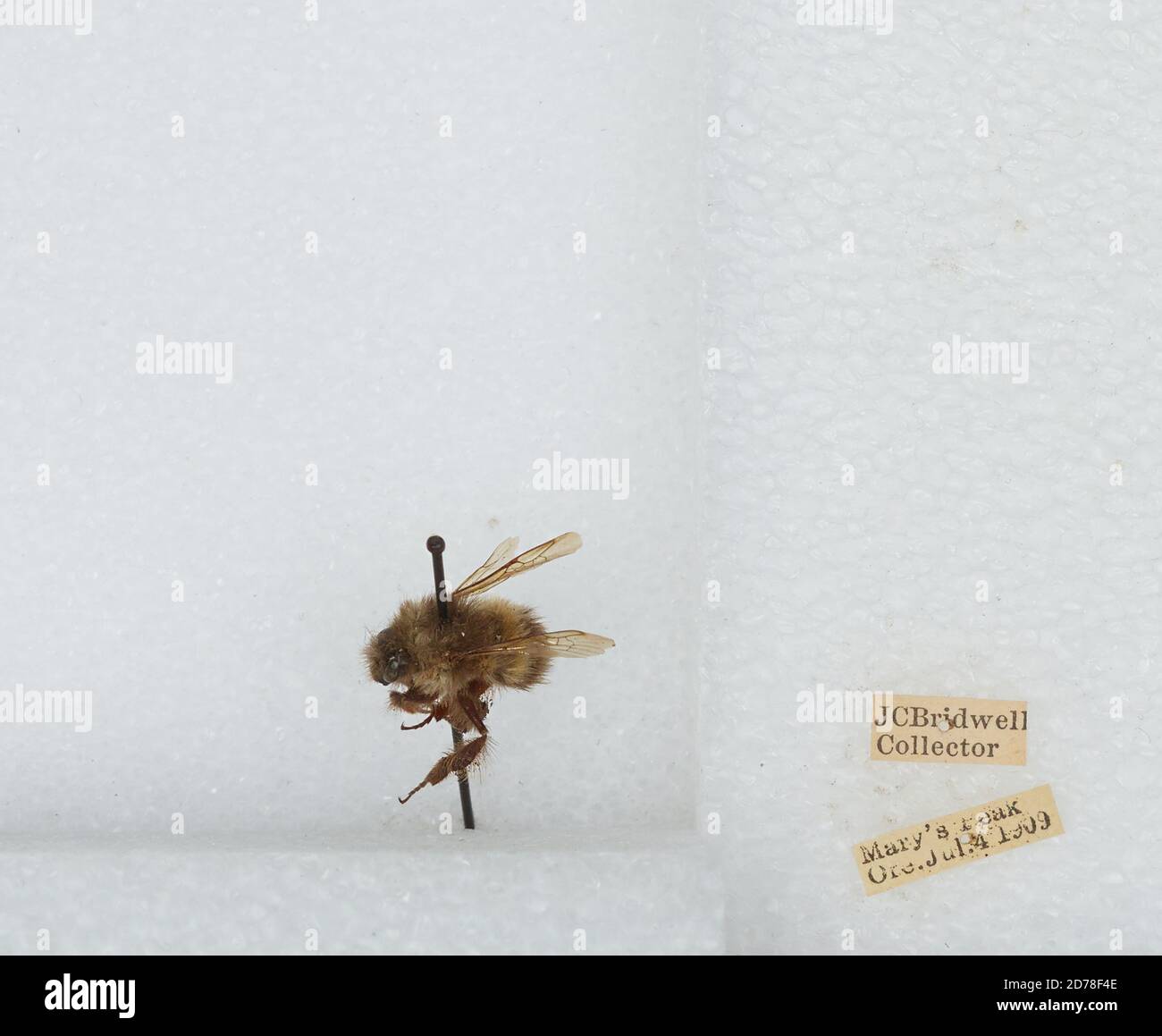 Mary's Peak, Benton, Oregon, United States, Bombus (Pyrobombus ...