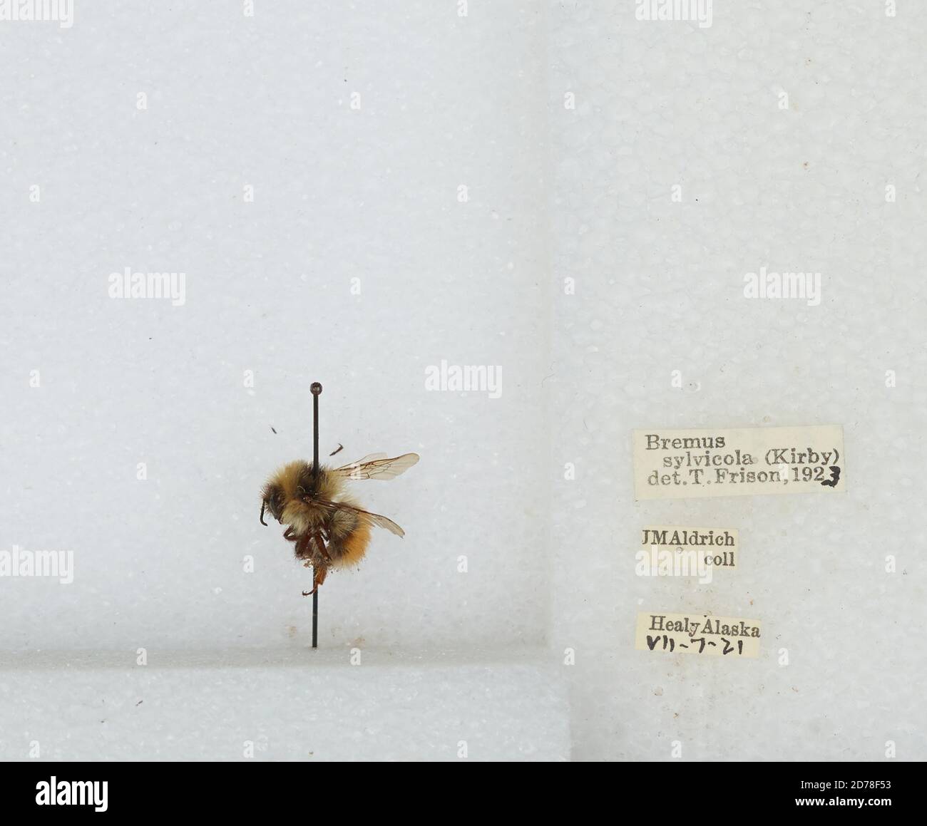 Healy, Denali, Alaska, United States, Bombus (Pyrobombus) sylvicola ...