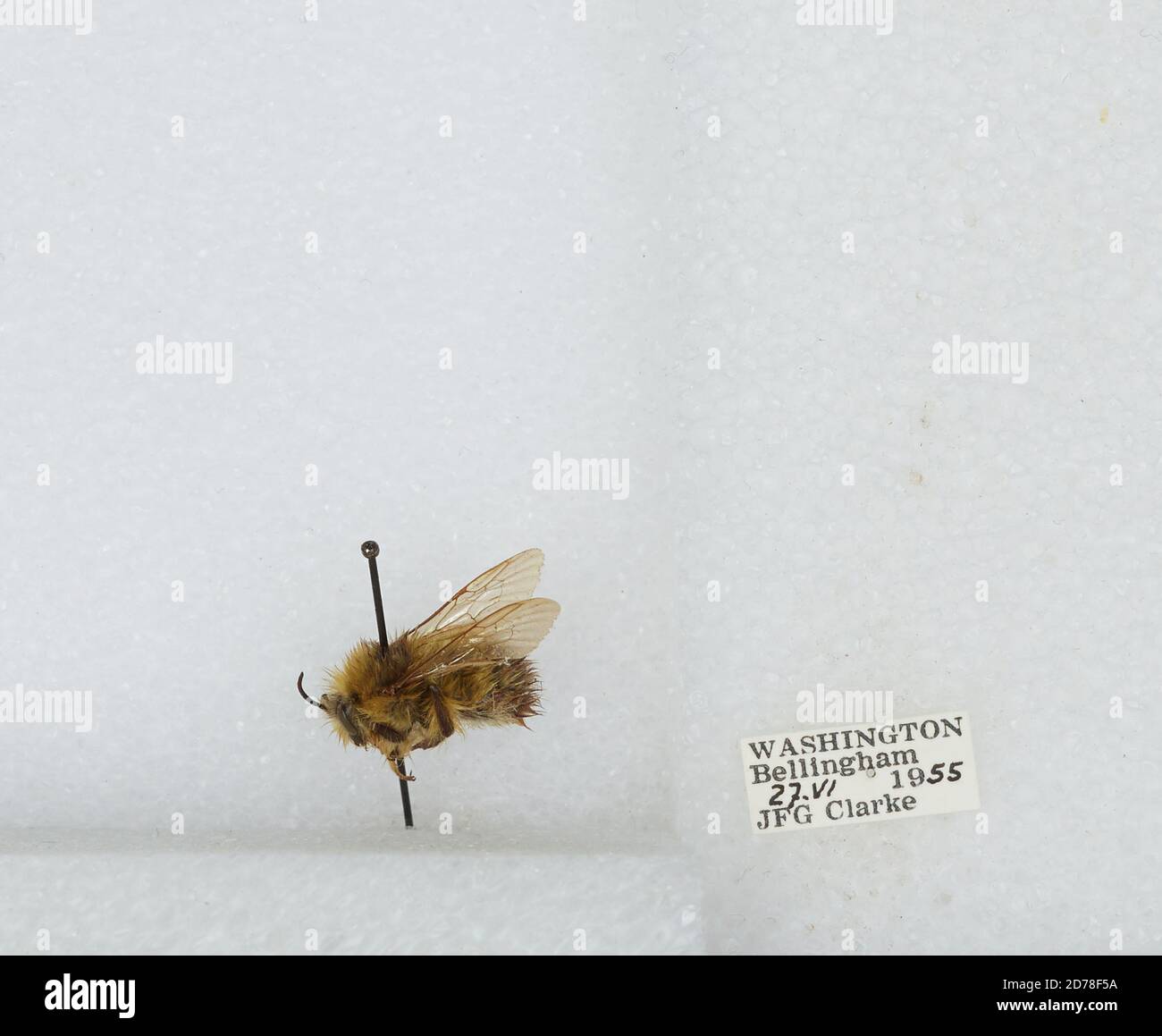 Bellingham, Whatcom, Washington, United States, Bombus (Pyrobombus ...