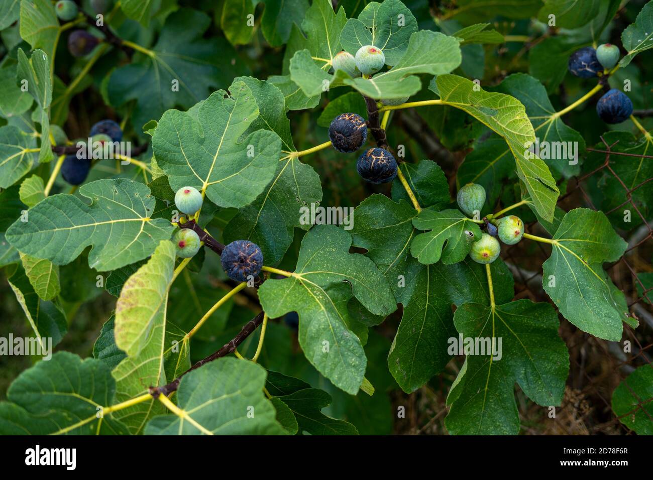 Ripe purple figs on a tree. Closeup detail of texture and color ...