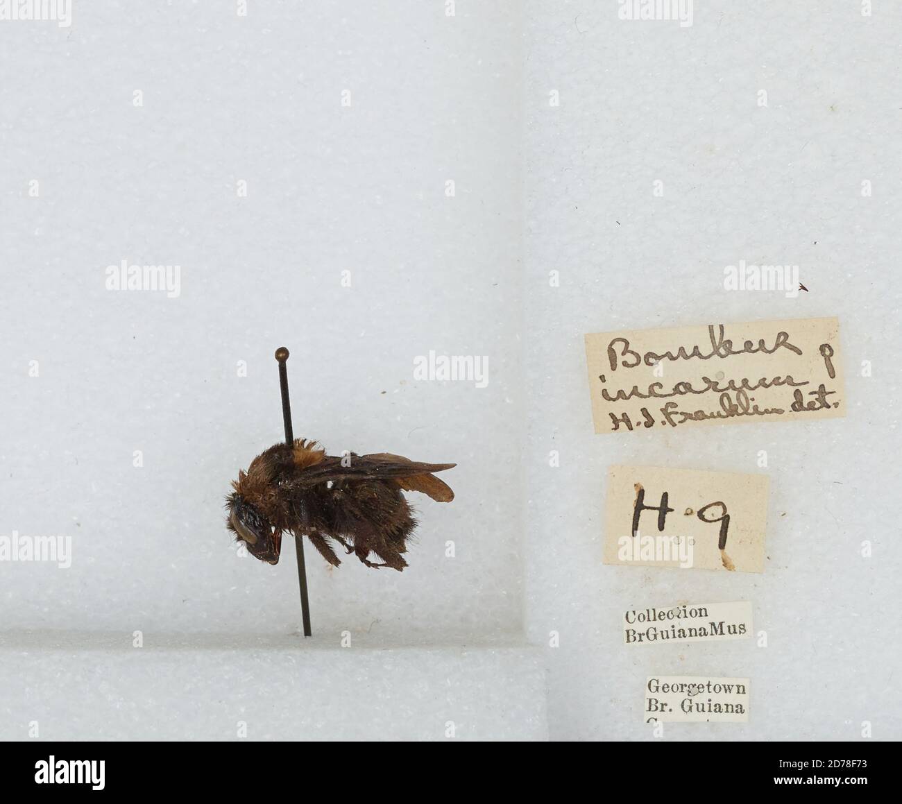 Georgetown, Demerara-Mahaica, Guyana, Bombus (Fervidobombus ...