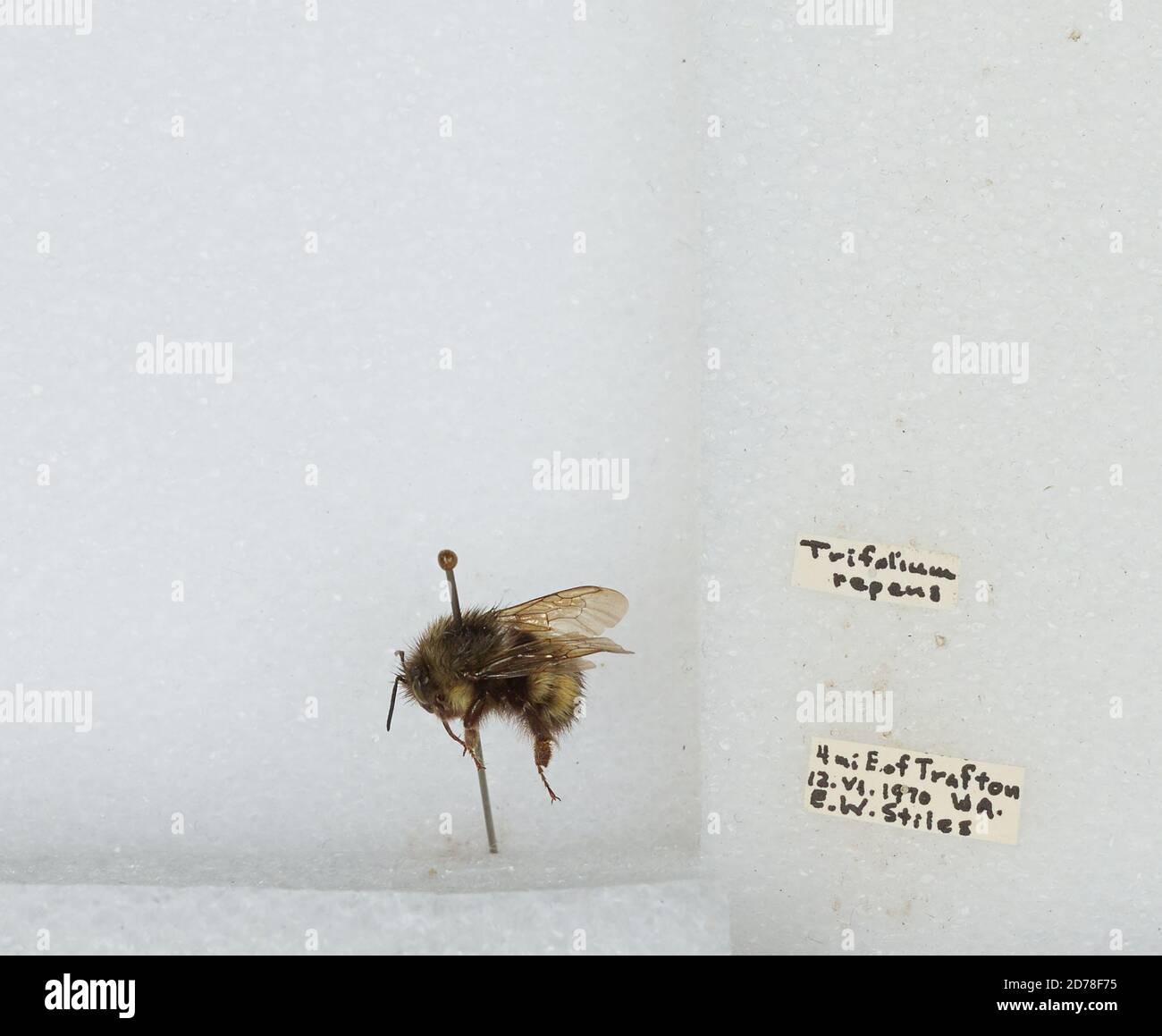 4 miles East of Trafton, Snohomish, Washington, United States, Bombus ...