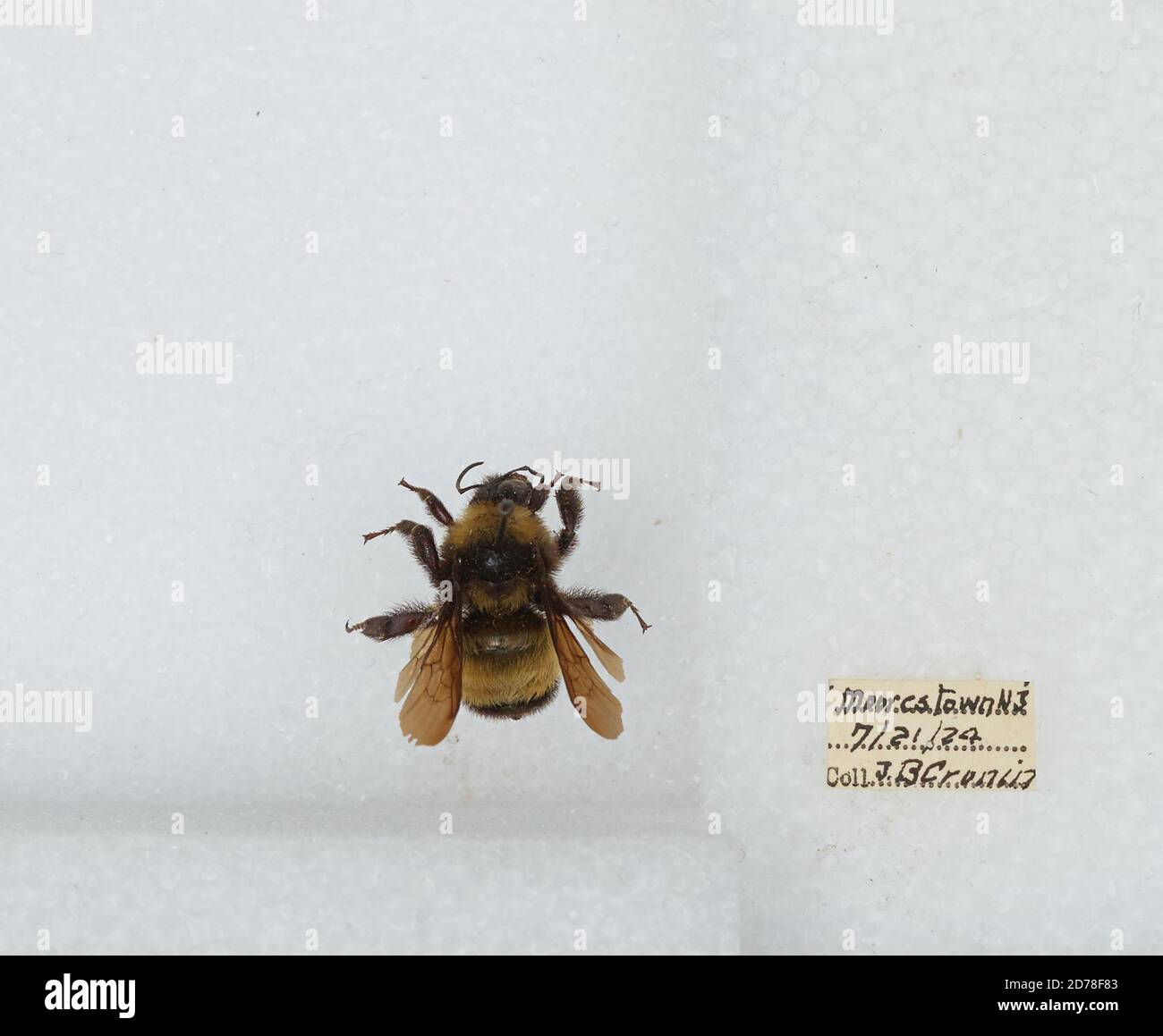 Burlington, New Jersey, United States, Bombus (Fervidobombus ...