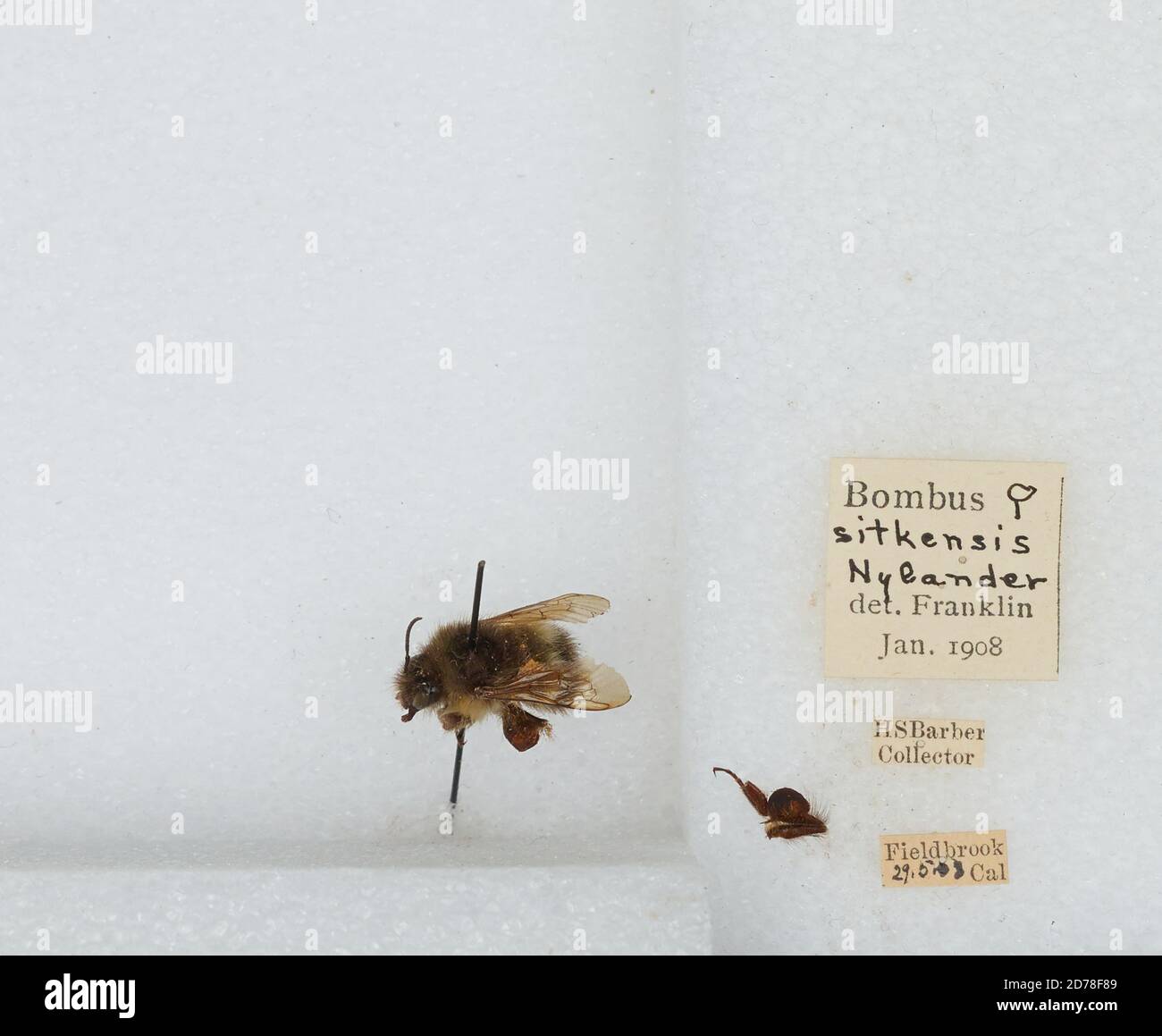 Fieldbrook, Humboldt, California, United States, Bombus (Pyrobombus ...