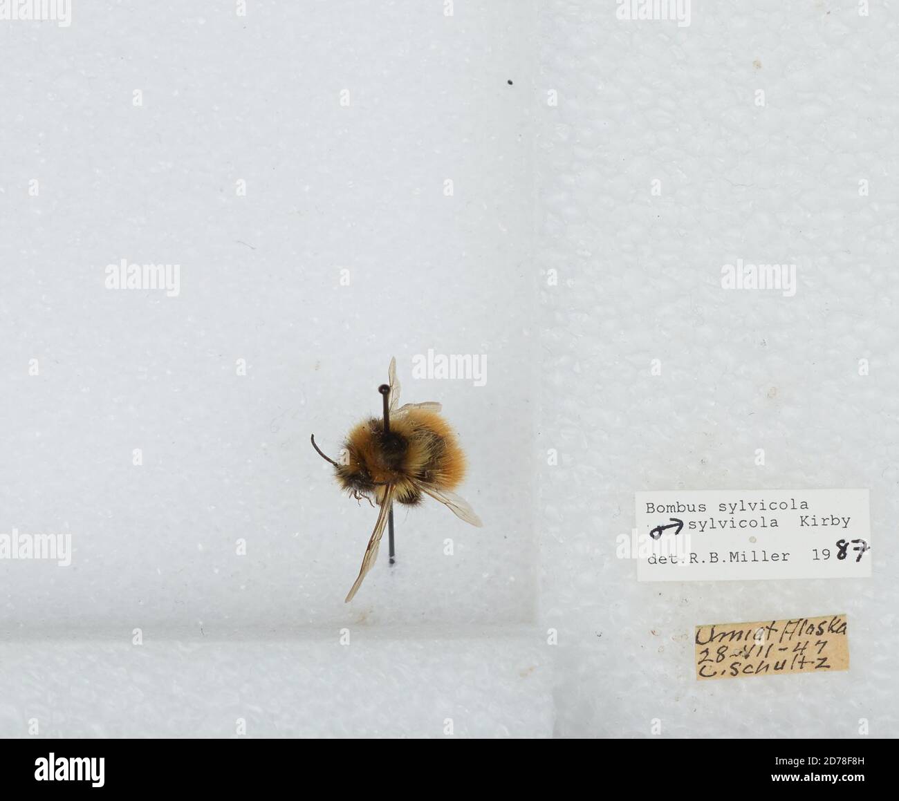 Umiat, North Slope, Alaska, United States, Bombus (Pyrobombus ...