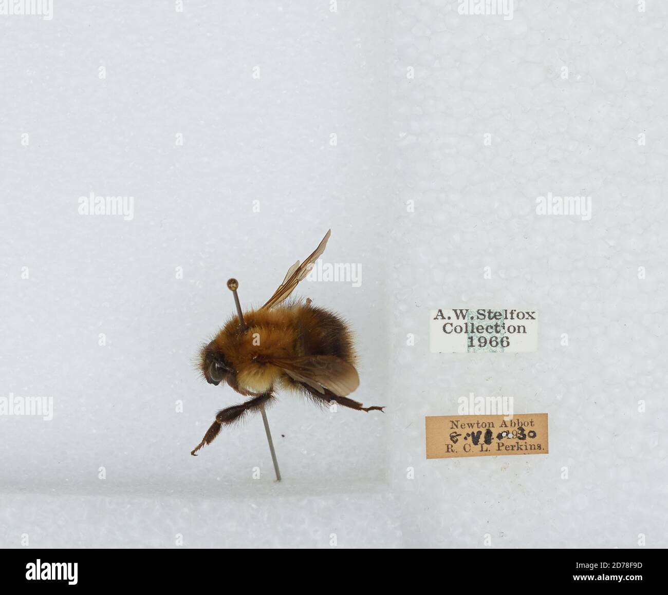 Newton Abbot, Devon Shire, England, United Kingdom, Bombus ...