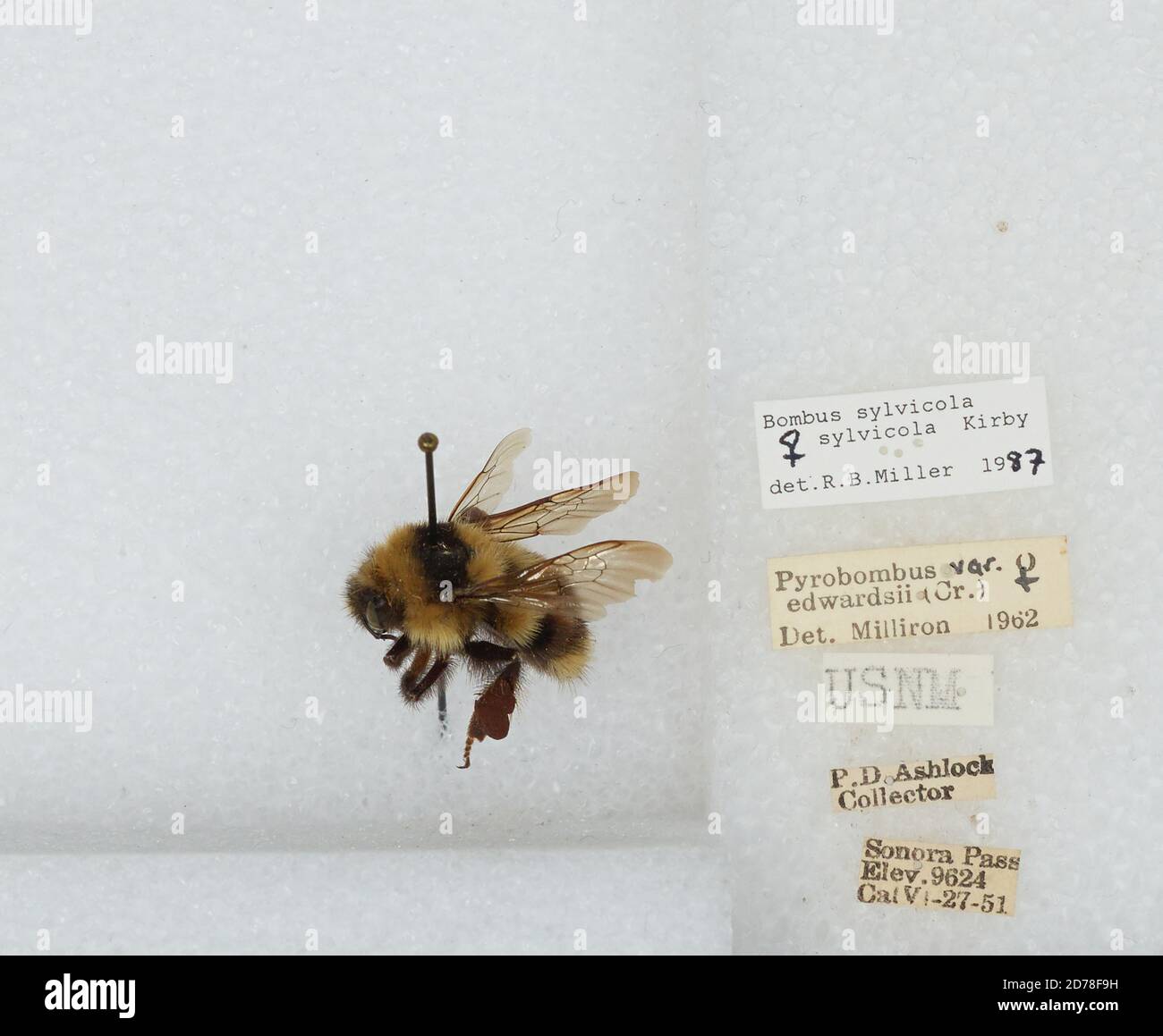 Sonora Pass, Mono, California, United States, Bombus (Pyrobombus ...