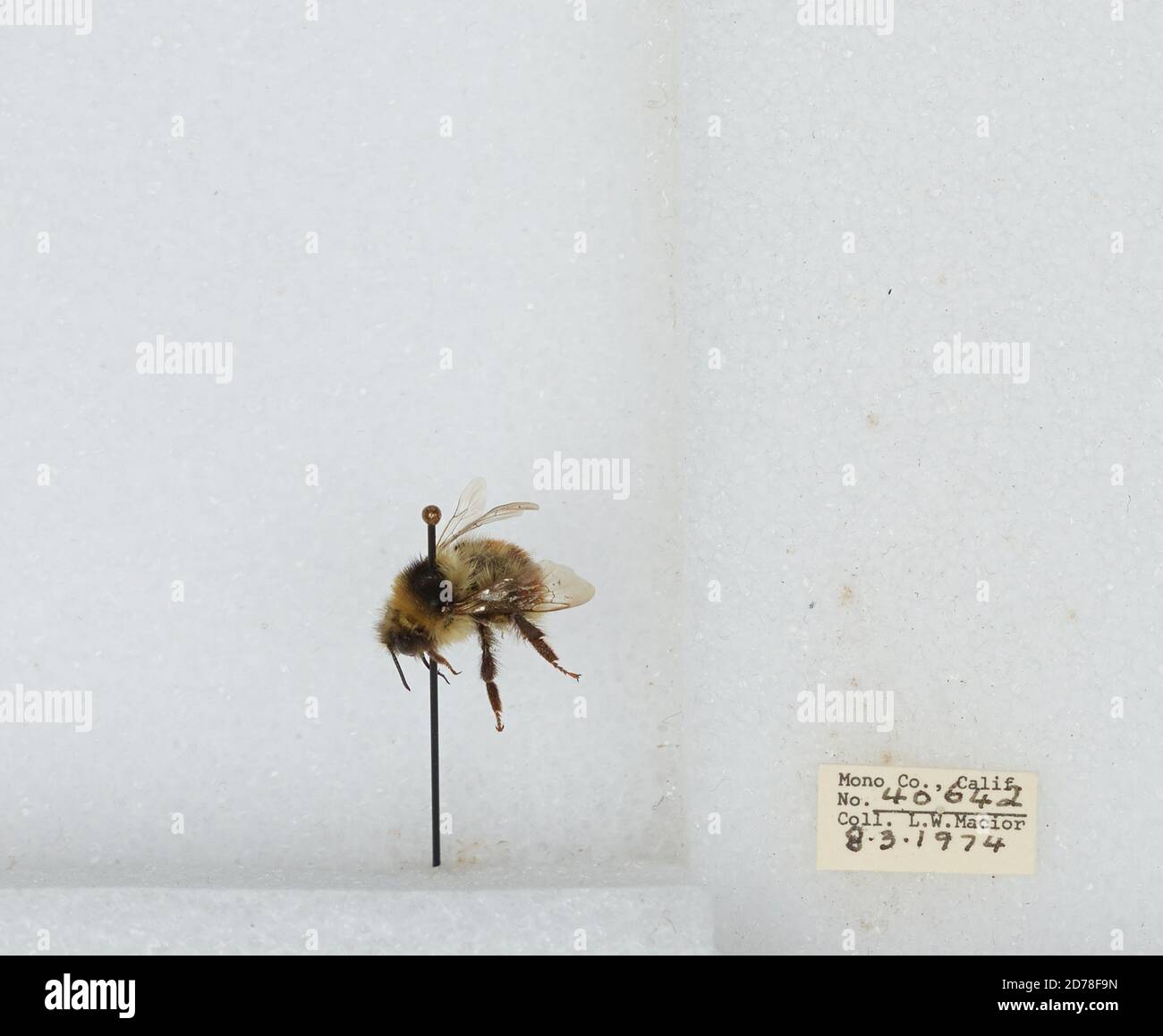 Mono, California, United States, Bombus (Cullumanobombus) rufocinctus ...