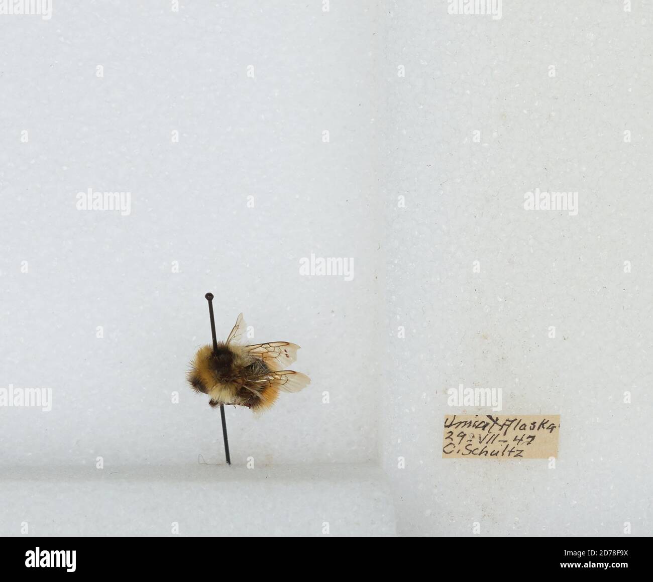 Umiat, North Slope, Alaska, United States, Bombus (Pyrobombus ...