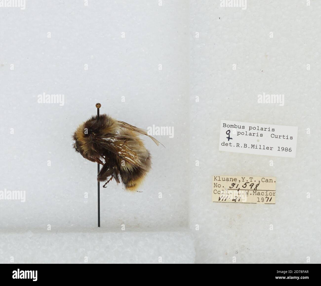 Kluane, Yukon Territory, Canada, Bombus (Alpinobombus) polaris Curtis ...