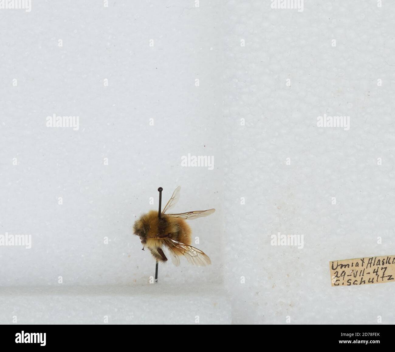 Umiat, North Slope, Alaska, United States, Bombus (Pyrobombus ...