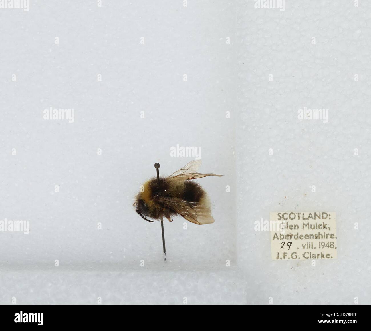 Glen Muick, Aberdeenshire, Scotland, United Kingdom, Bombus (Psithyrus ...
