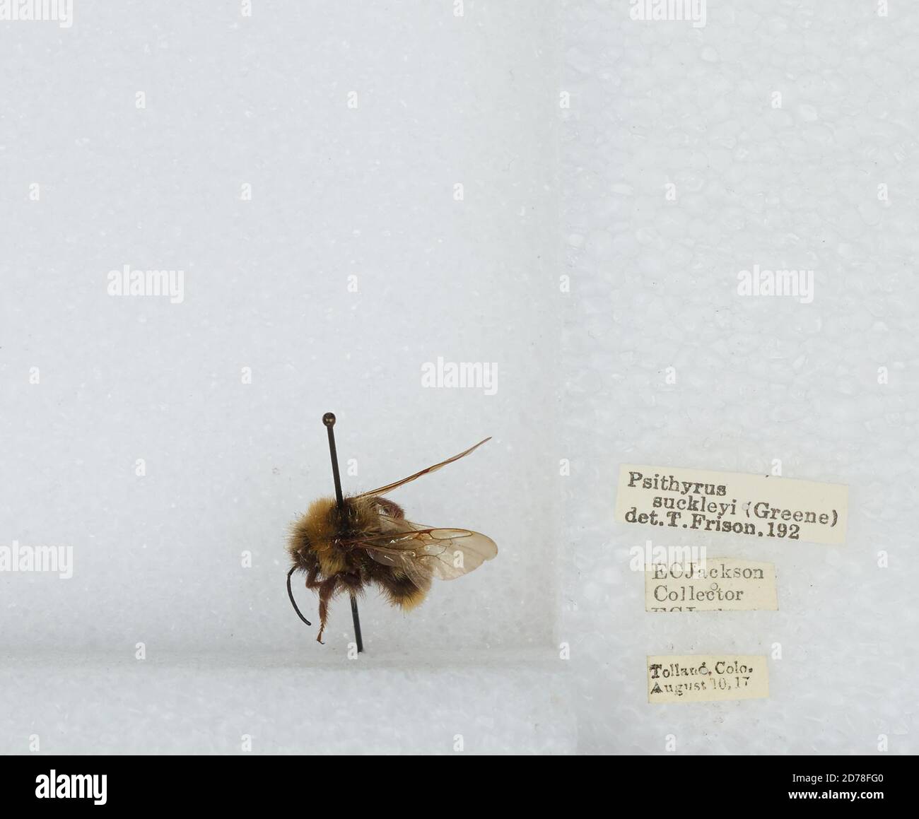 Tolland, Gilpin, Colorado, United States, Bombus (Psithyrus) suckleyi ...