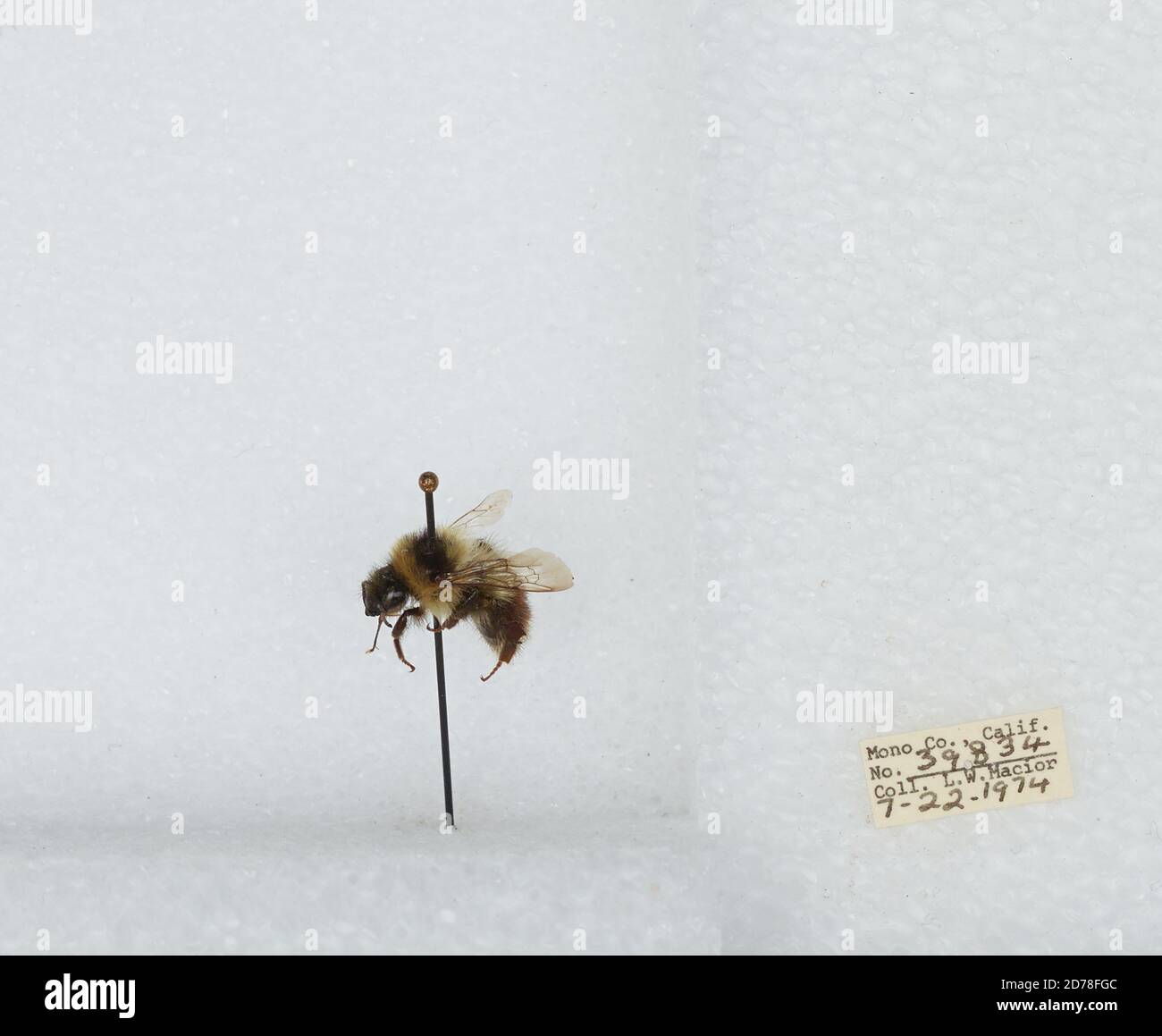 Mono, California, United States, Bombus (Cullumanobombus) rufocinctus ...