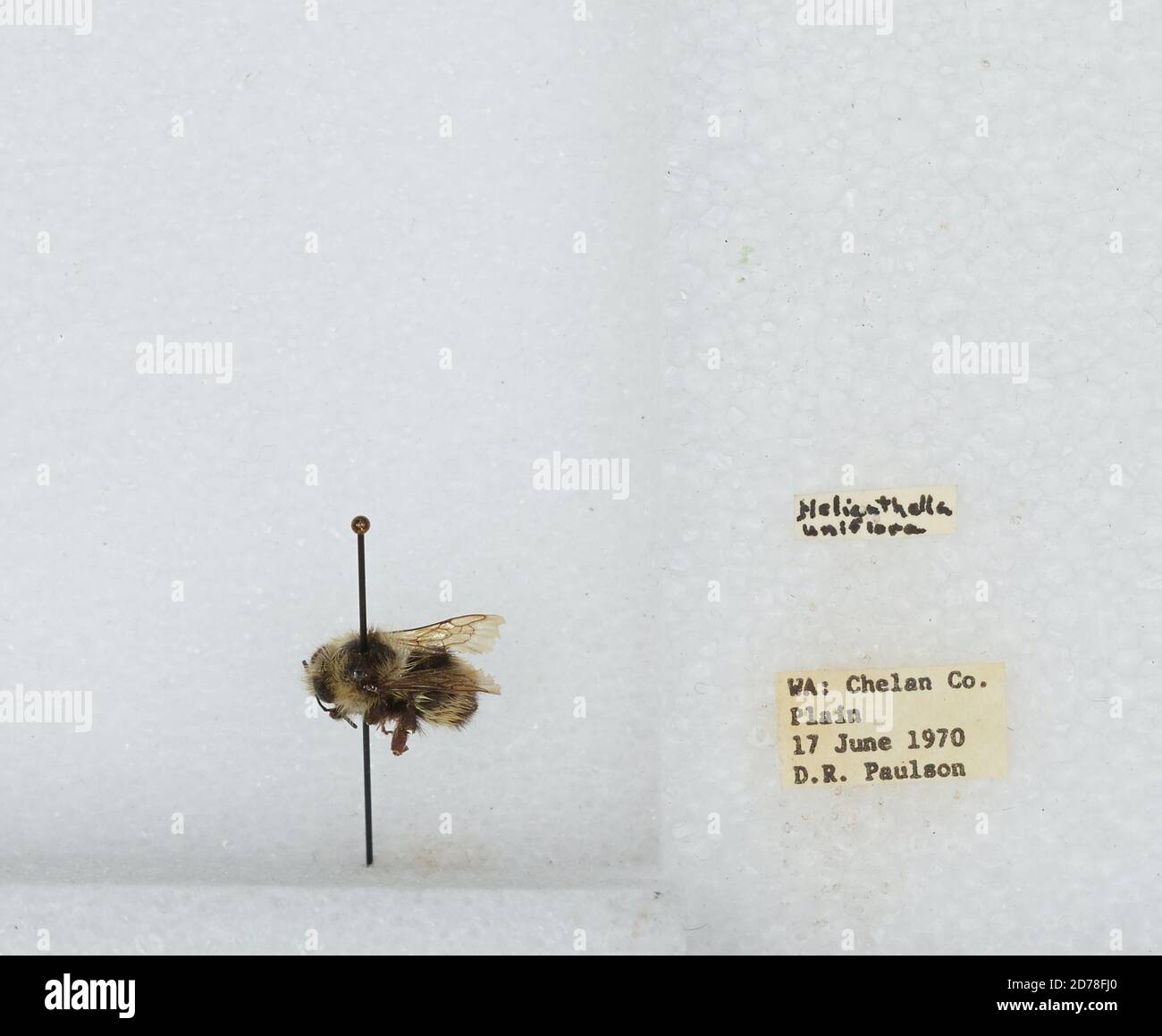 Plain, Chelan, Washington, United States, Bombus (Pyrobombus) vandykei ...