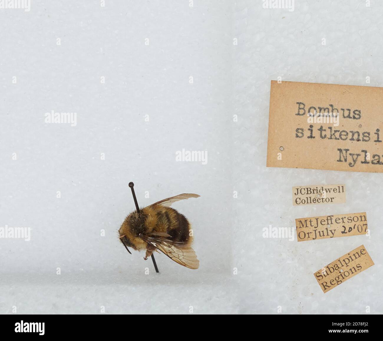 Mount Jefferson, Subalpine Regions, Linn, Oregon, United States, Bombus ...