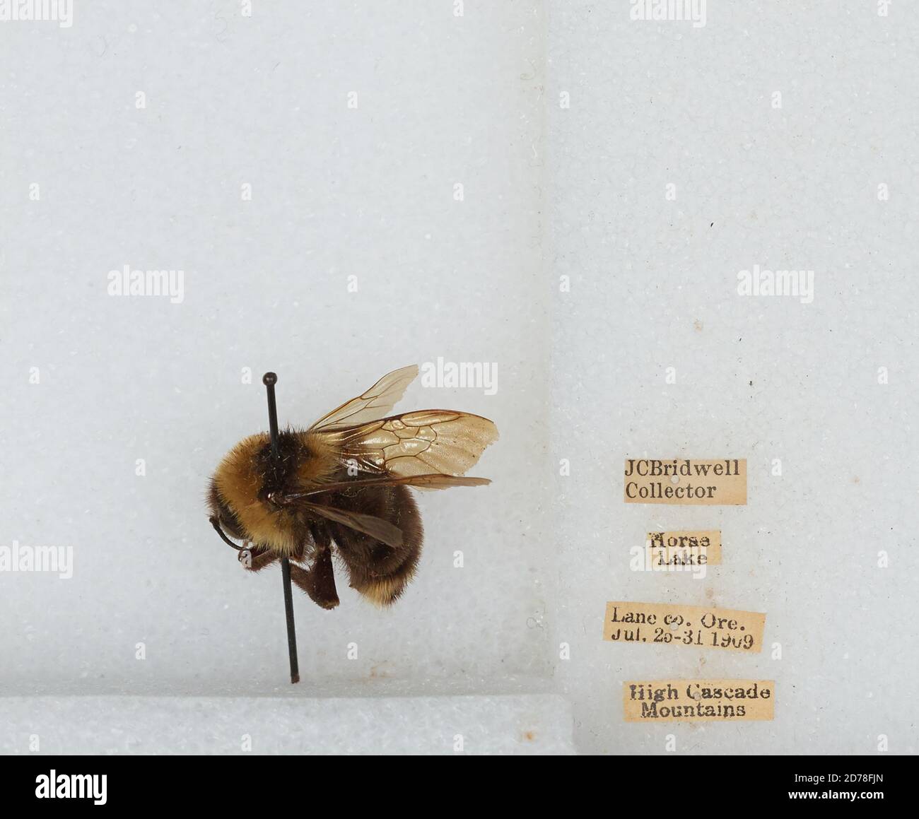 Horse Lake, High Cascade Mountains, Lane, Oregon, United States, Bombus ...