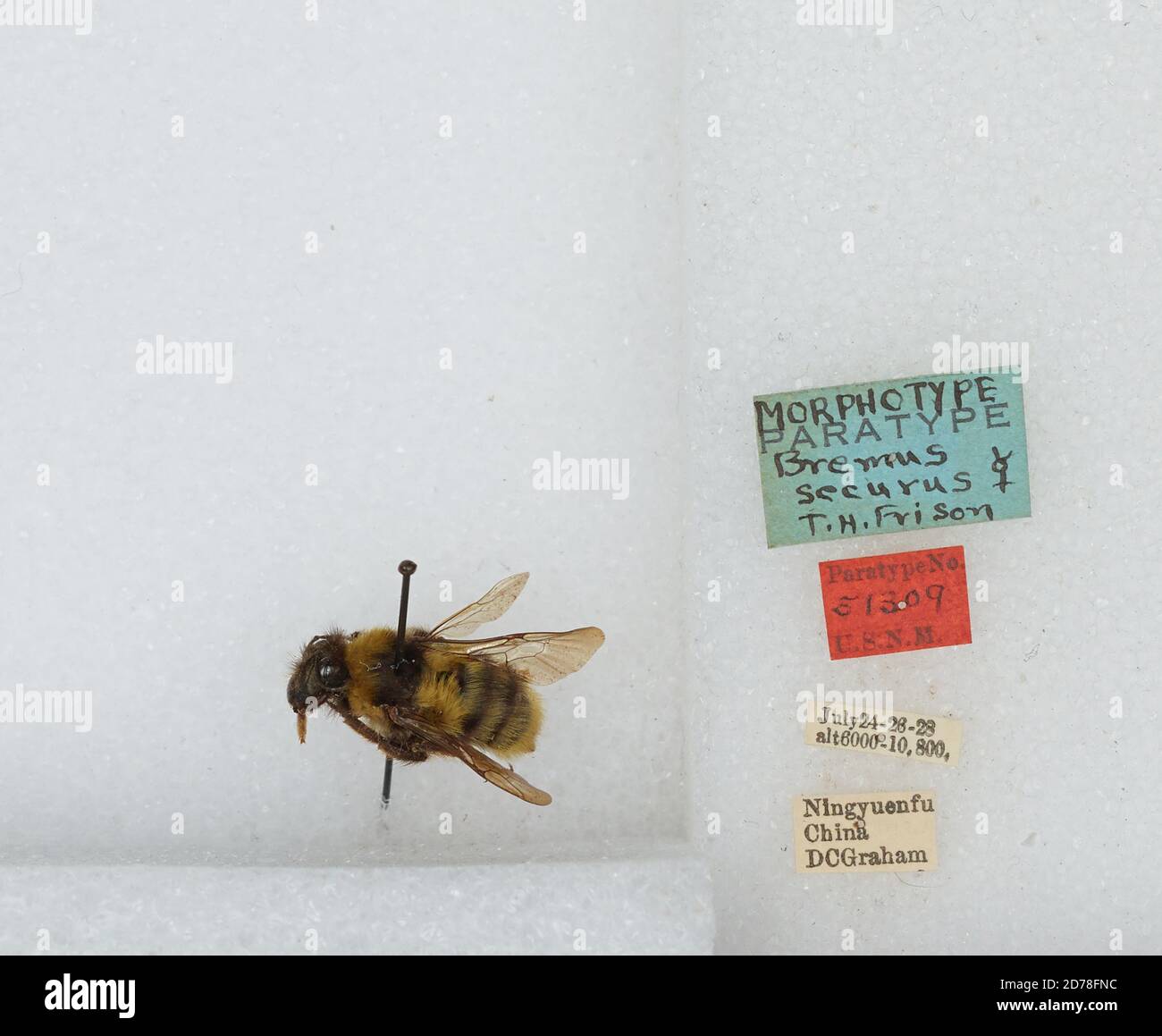 Ningyuenfu, China, Bombus (Megabombus) securus (Frison), Animalia ...