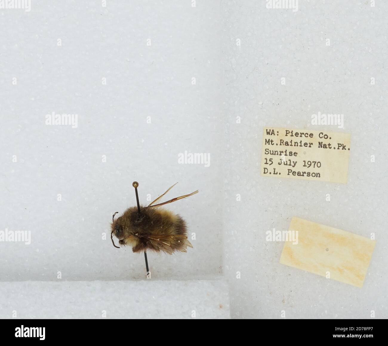 Mount Rainier National Park, Pierce, Washington, United States, Bombus ...