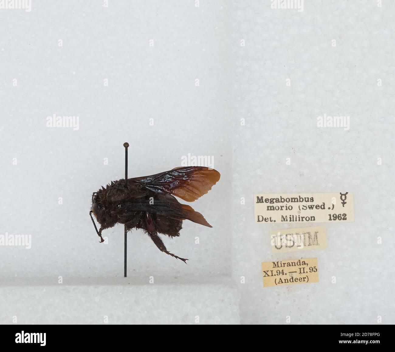 Miranda, Venezuela, Bombus (Fervidobombus) morio (Swederus), Animalia ...