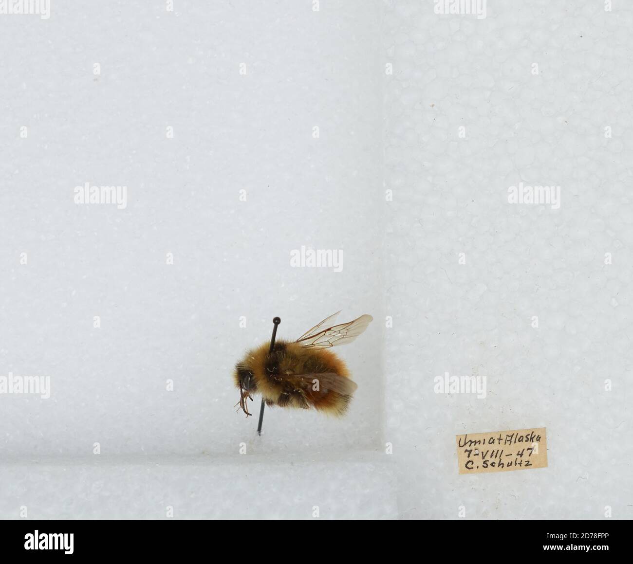 Umiat, North Slope, Alaska, United States, Bombus (Pyrobombus ...