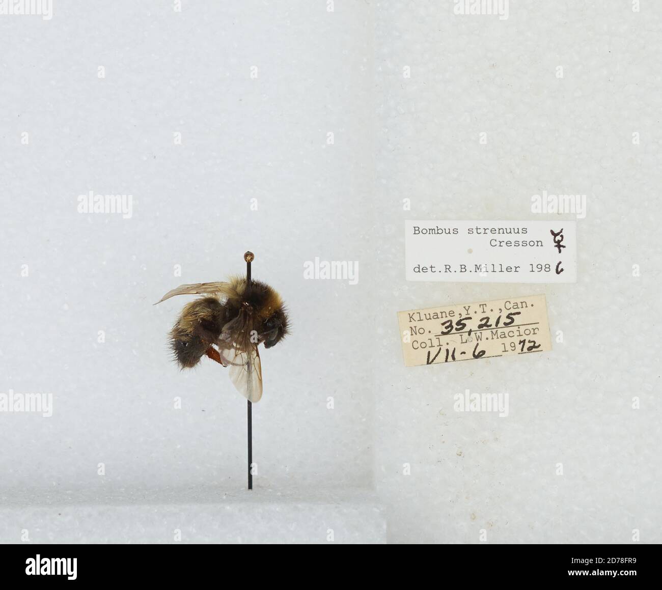 Kluane, Yukon Territory, Canada, Bombus (Alpinobombus) neoboreus Sladen ...