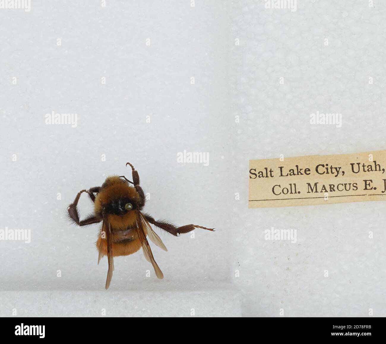 Salt Lake City, Salt Lake, Utah, United States, Bombus (Pyrobombus ...