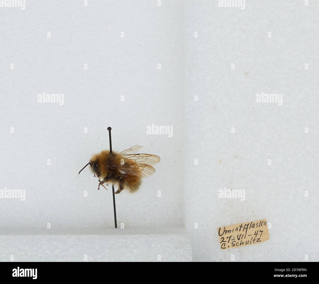 Umiat, North Slope, Alaska, United States, Bombus (Pyrobombus ...