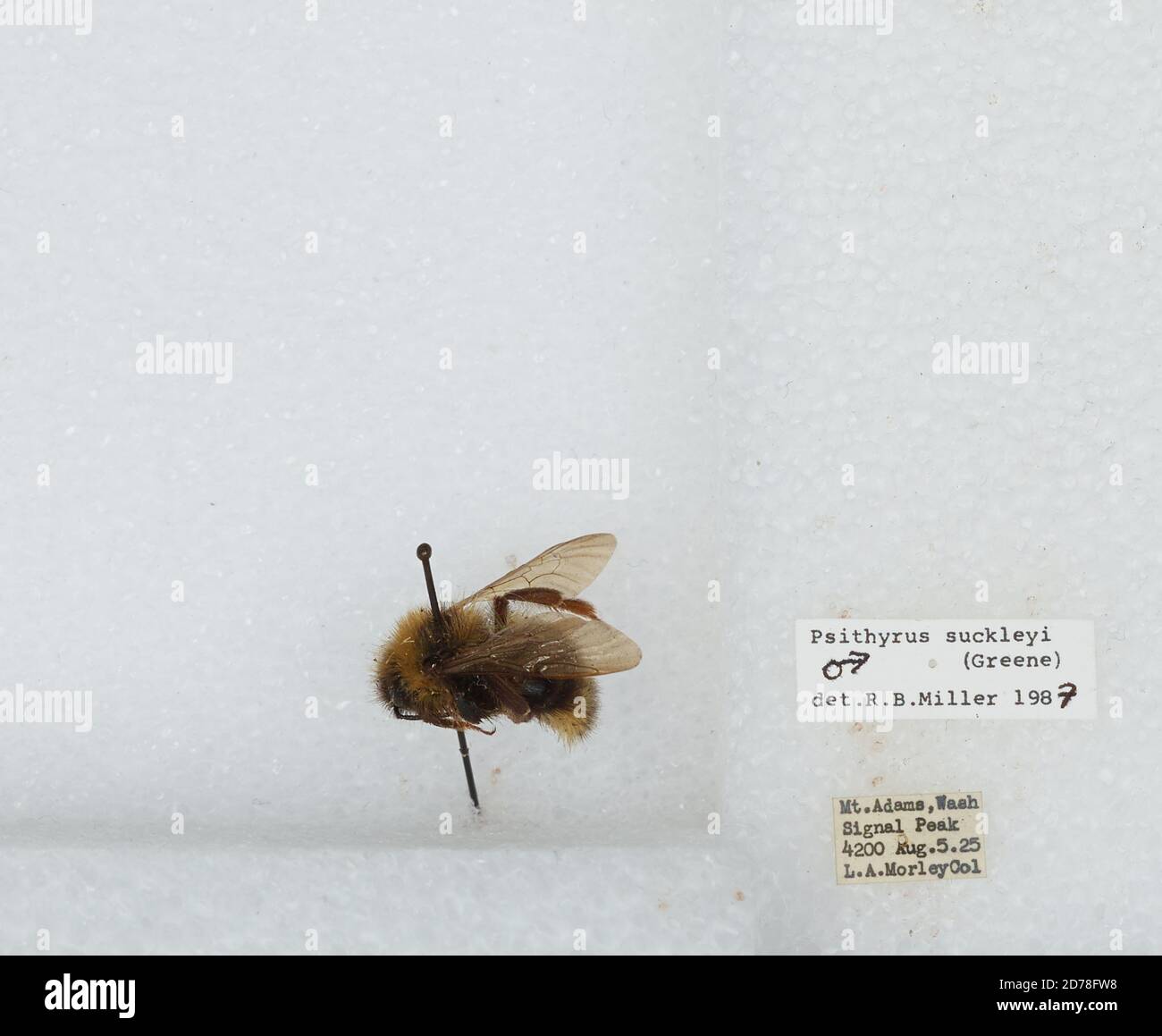 Signal Peak, Mount Adams, Yakima, Washington, United States, Bombus ...