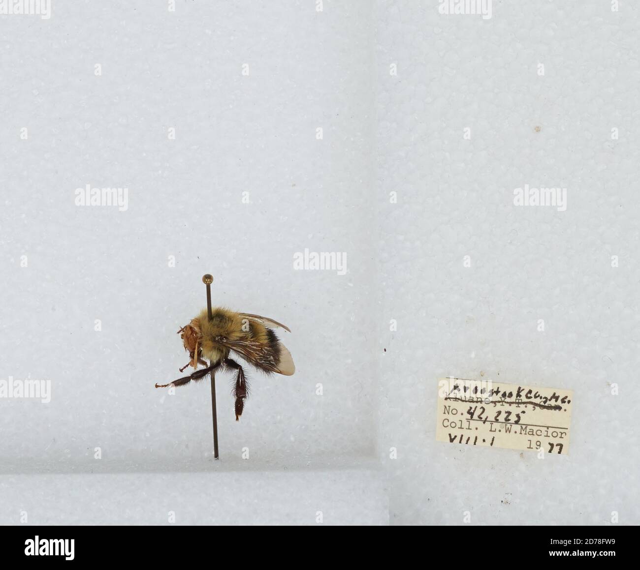 Aroostook, Maine, United States, Bombus (Pyrobombus) vagans vagans ...