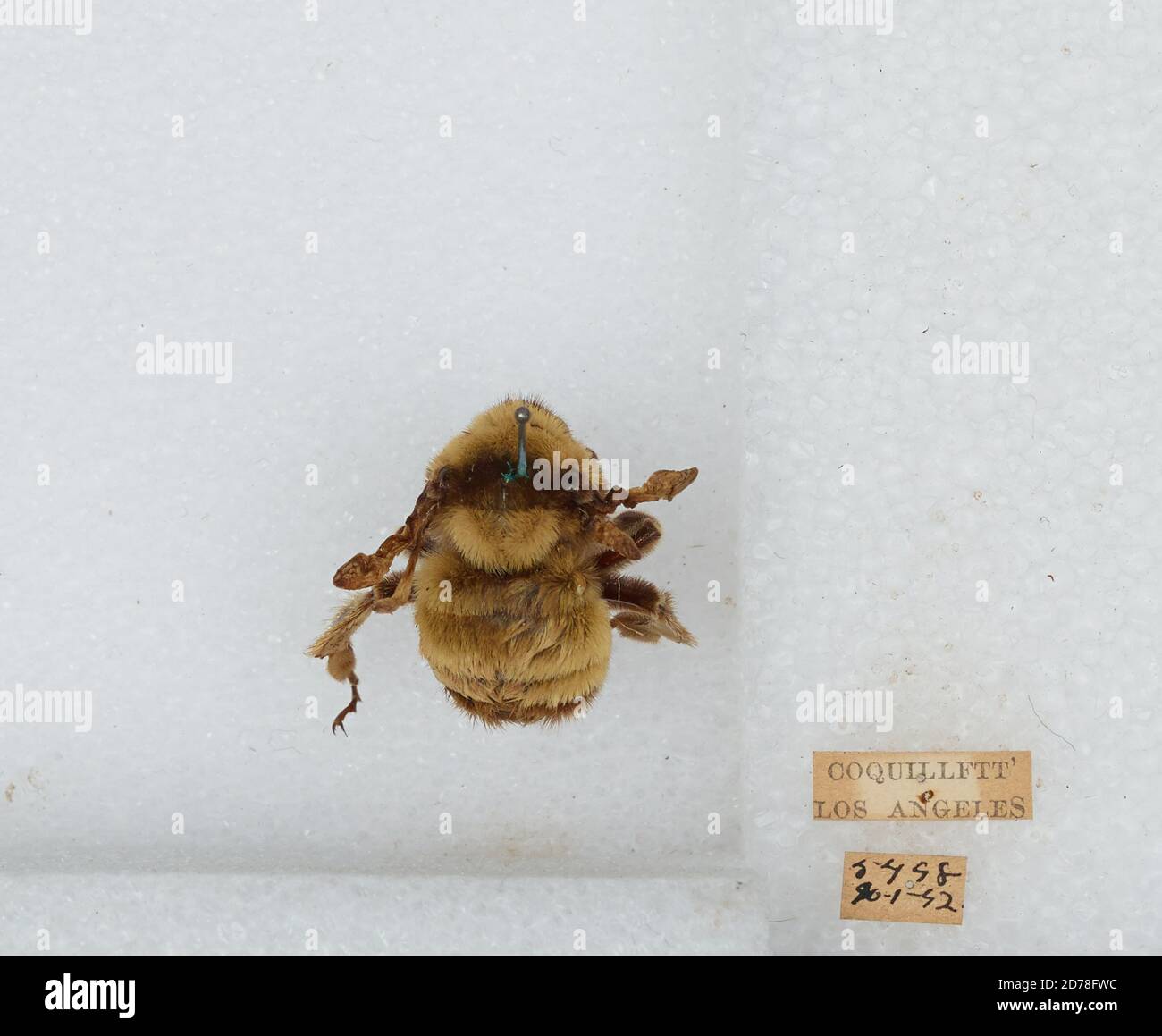 Los Angeles, California, United States, Bombus sp., Animalia ...