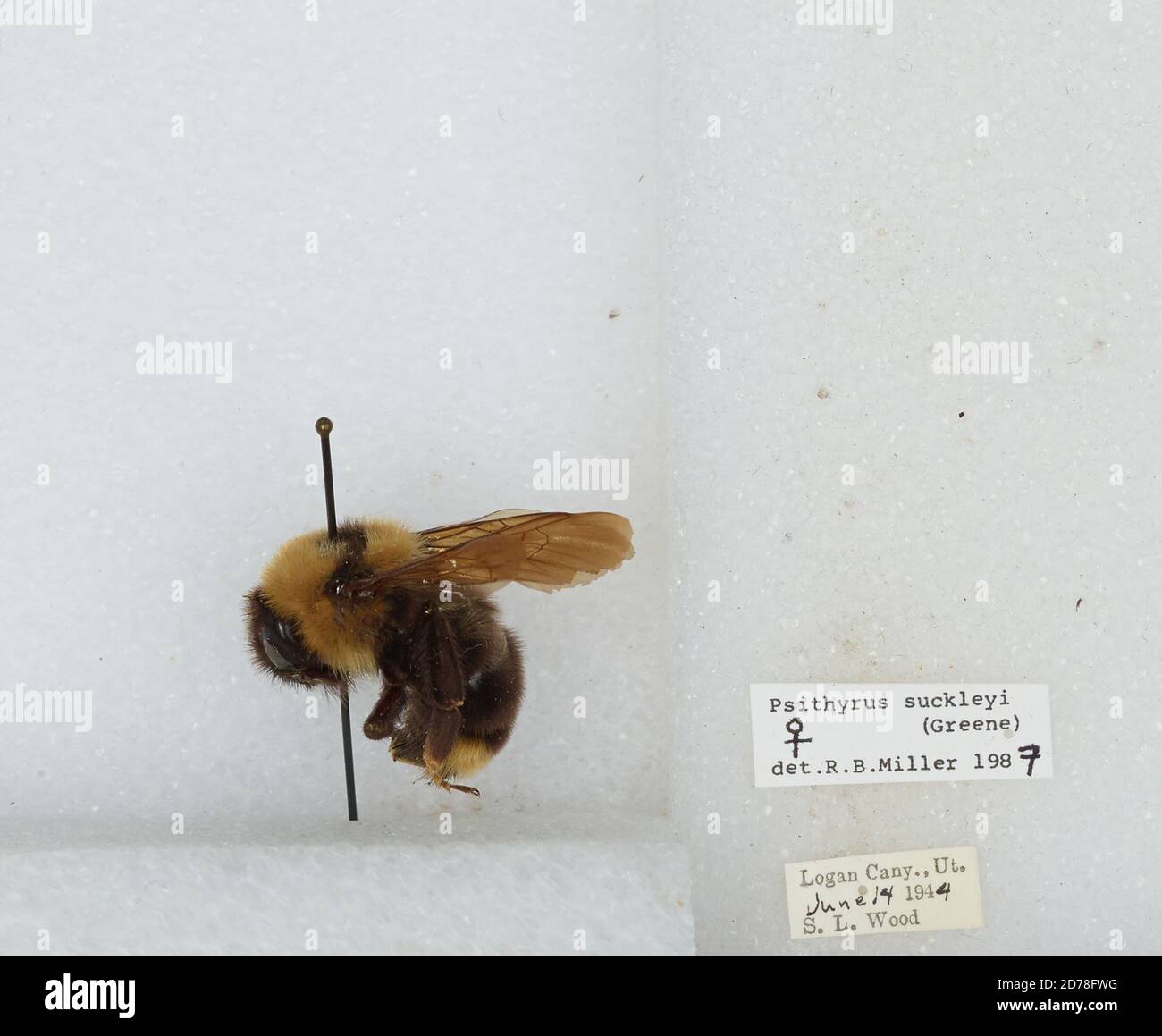 Logan Canyon, Cache, Utah, United States, Bombus (Psithyrus) suckleyi ...