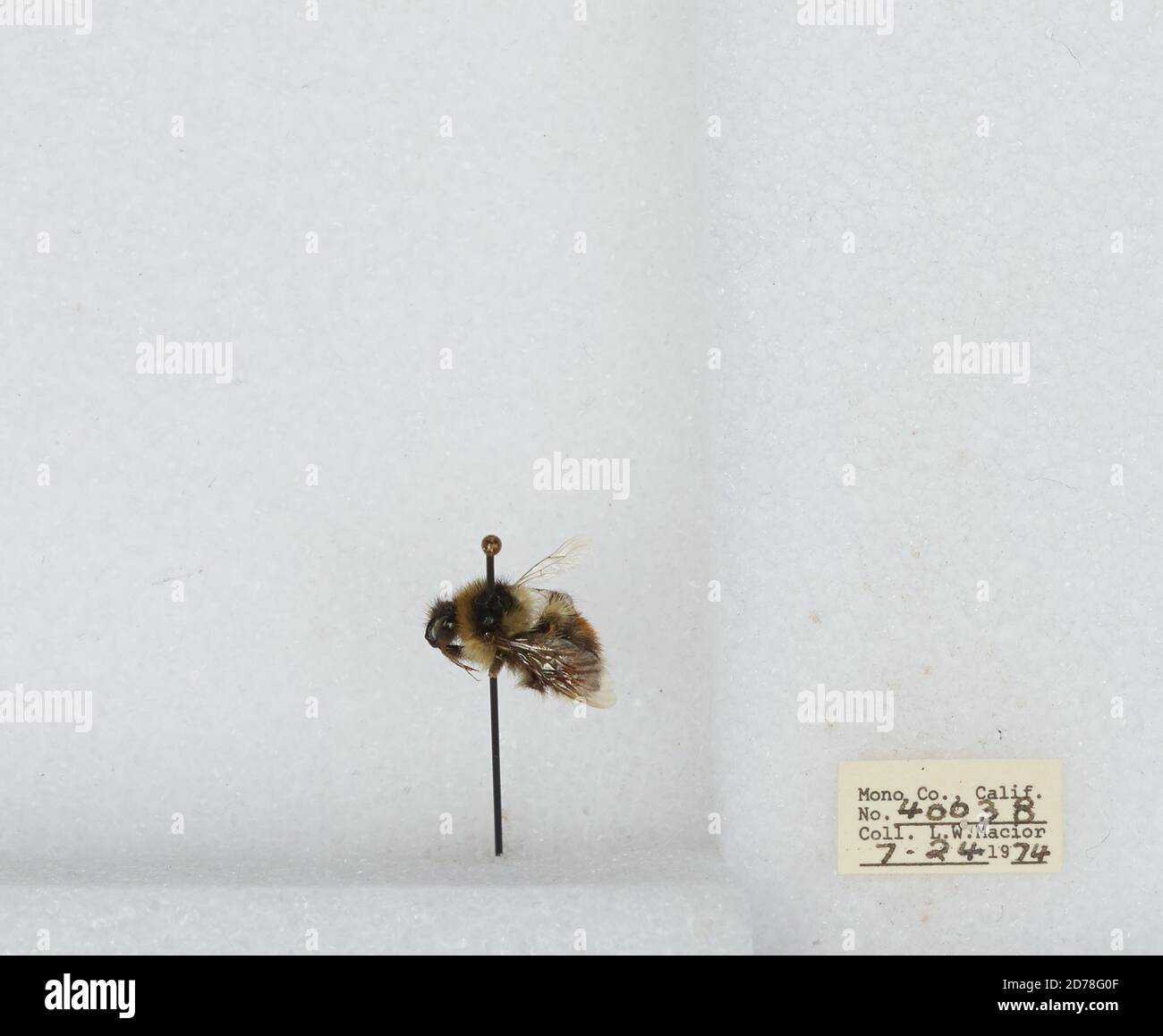 Mono, California, United States, Bombus (Cullumanobombus) rufocinctus ...