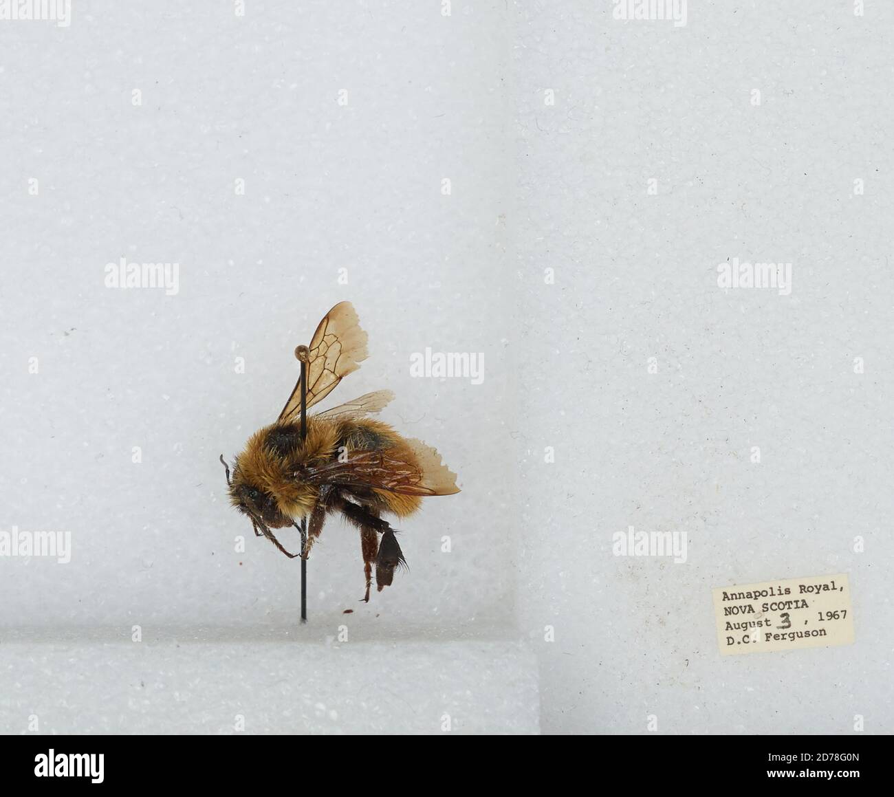 Annapolis Royal, Nova Scotia, Canada, Bombus (Cullumanobombus ...